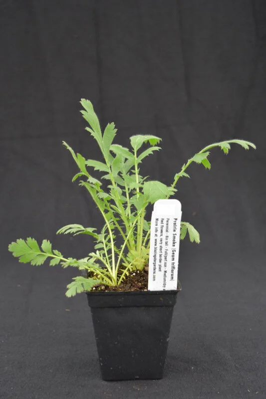 Prairie Smoke (Geum triflorum) 3-pack of pots — Blazing Star Gardens