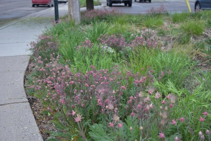 Prairie Smoke (Geum triflorum) 3-pack of pots — Blazing Star Gardens