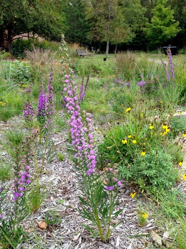 Rough Blazing Star (Liatris aspera) 12-pack of plugs — Blazing Star Gardens