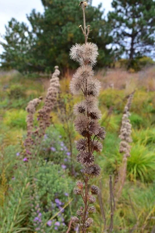 Prairie Blazing Star (Liatris pycnostachya) 12-pack of plugs — Blazing ...