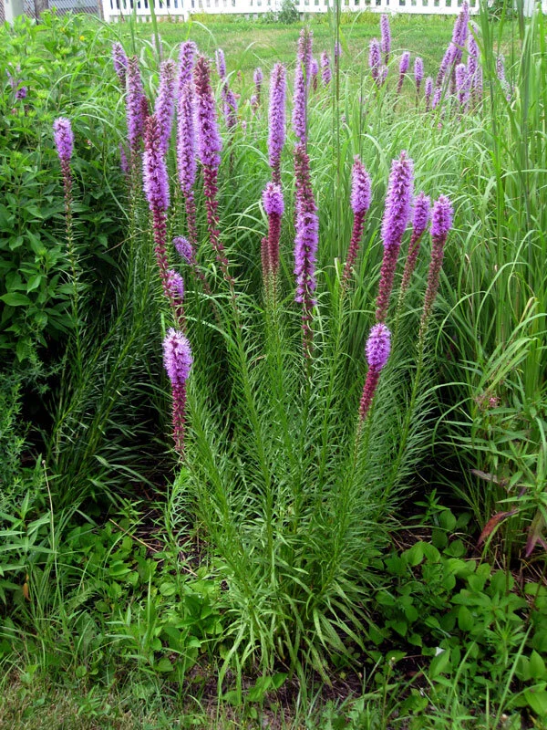 Prairie Blazing Star (Liatris pycnostachya) 3-pack of pots — Blazing ...