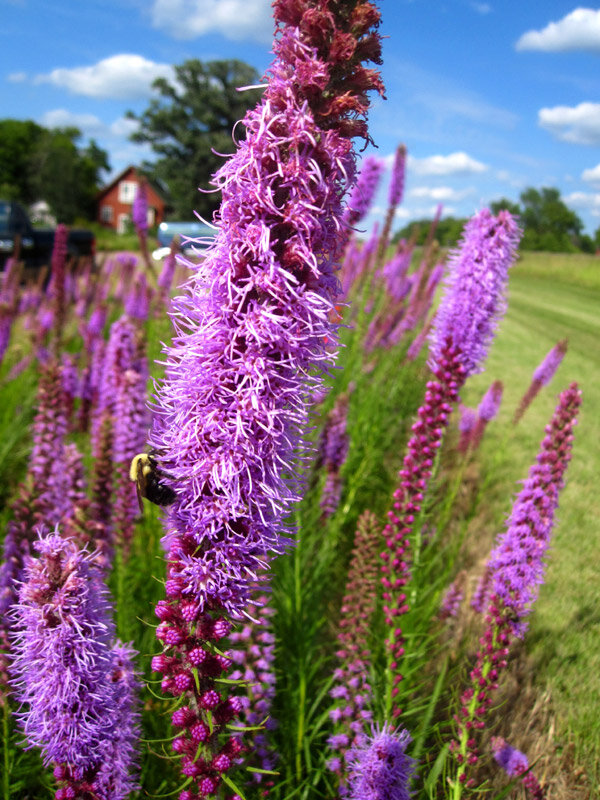 Prairie Blazing Star (Liatris pycnostachya) 12-pack of plugs — Blazing ...