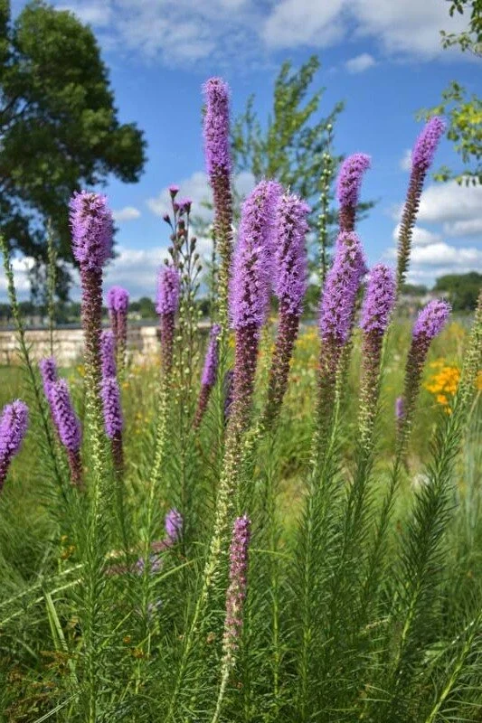 Prairie Blazing Star (Liatris pycnostachya) 3-pack of pots — Blazing ...