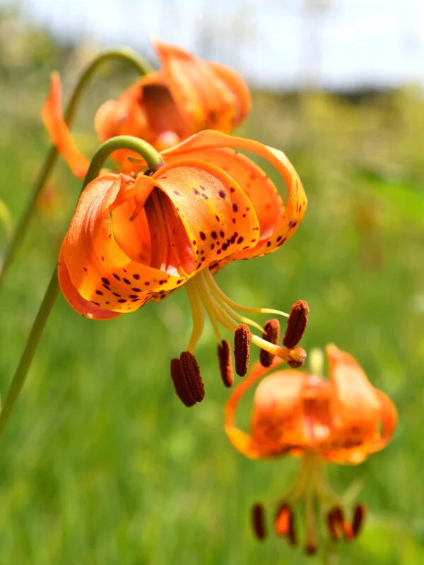 Michigan Lily (Lilium michiganense) 3-pack of pots — Blazing Star Gardens