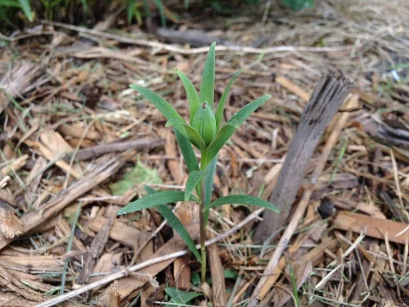 Prairie/Wood Lily (Lilium philadelphicum) 3-pack of pots — Blazing Star ...