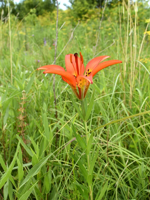 Prairie/Wood Lily (Lilium philadelphicum) 3-pack of pots — Blazing Star ...