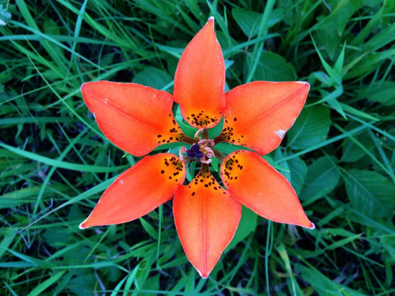 Prairie/Wood Lily (Lilium philadelphicum) 3-pack of pots — Blazing Star ...