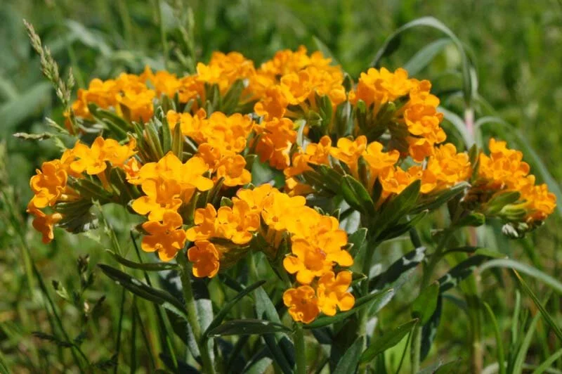 Hoary Puccoon (Lithospermum canescens) 3-pack of pots — Blazing Star ...
