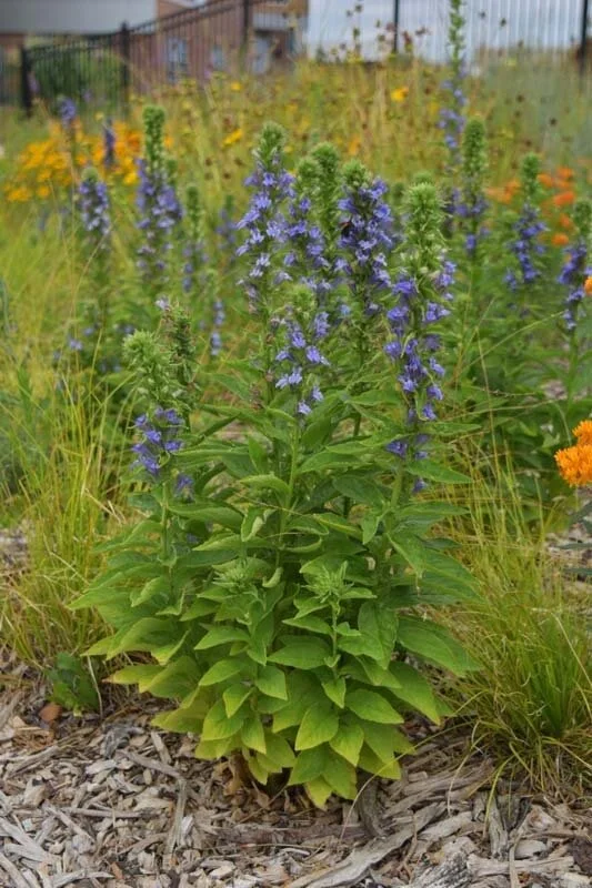Lobelia Siphilitica