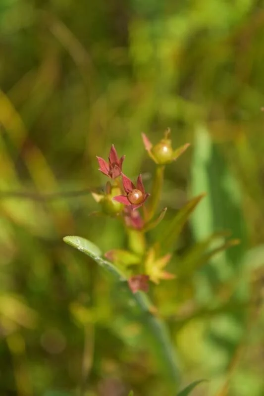 Prairie Loosestrife (Lysimachia quadriflora) 12-pack of plugs — Blazing ...