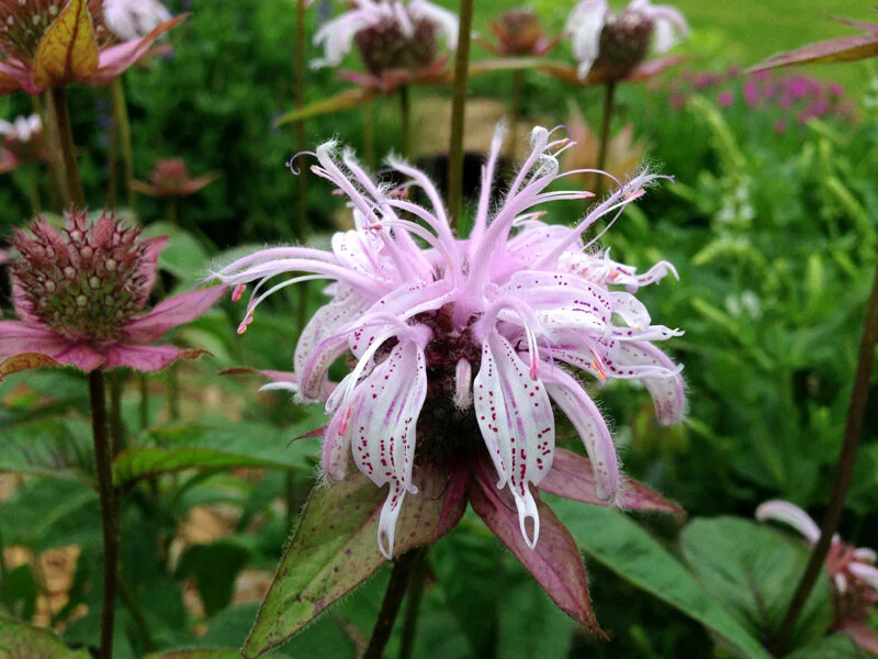 Bradbury's Monarda (Monarda bradburiana) 3-pack of pots — Blazing Star ...