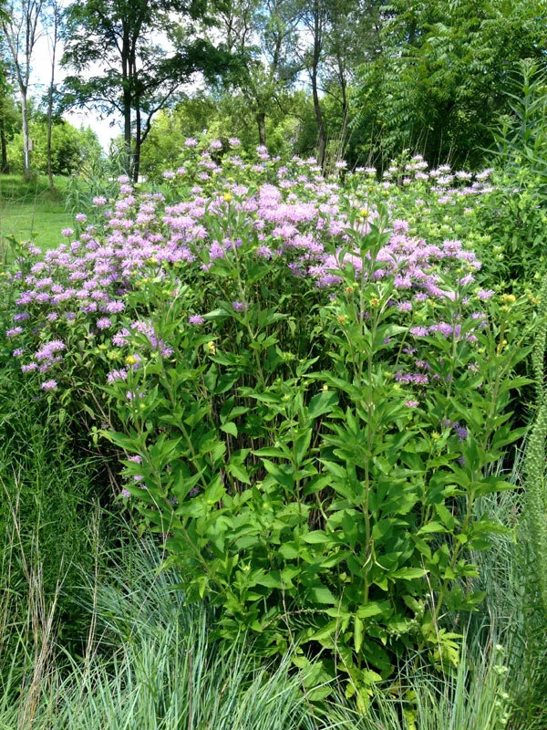 Wild Bergamot/Bee Balm (Monarda fistulosa) 3-pack of pots — Blazing ...