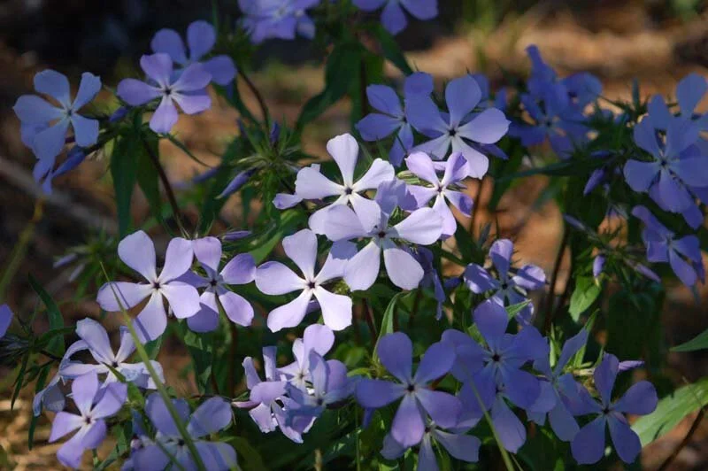 Wild Blue Phlox (Phlox divaricata) 3-pack of pots — Blazing Star Gardens
