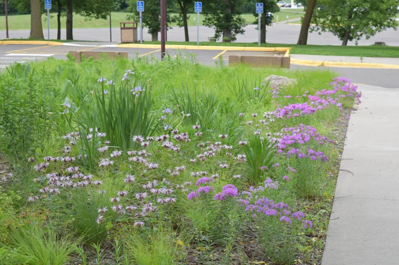 Rain Garden Kit - Sun - 72 plants — Blazing Star Gardens