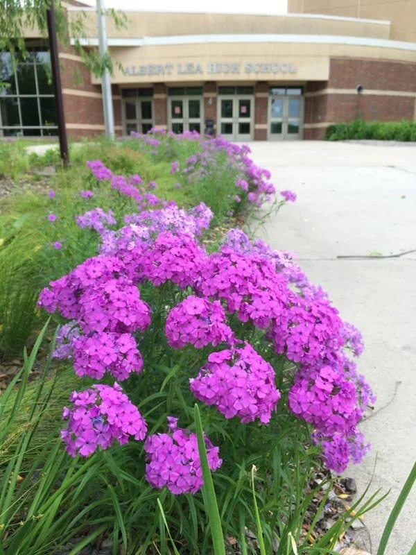 Prairie Phlox (Phlox pilosa) 3-pack of pots — Blazing Star Gardens