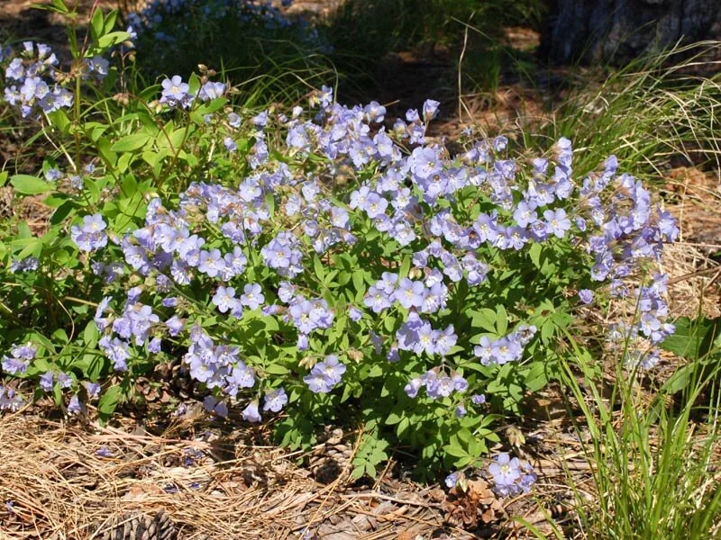 What Is A Jacob S Ladder Plant at Rick Weiss blog