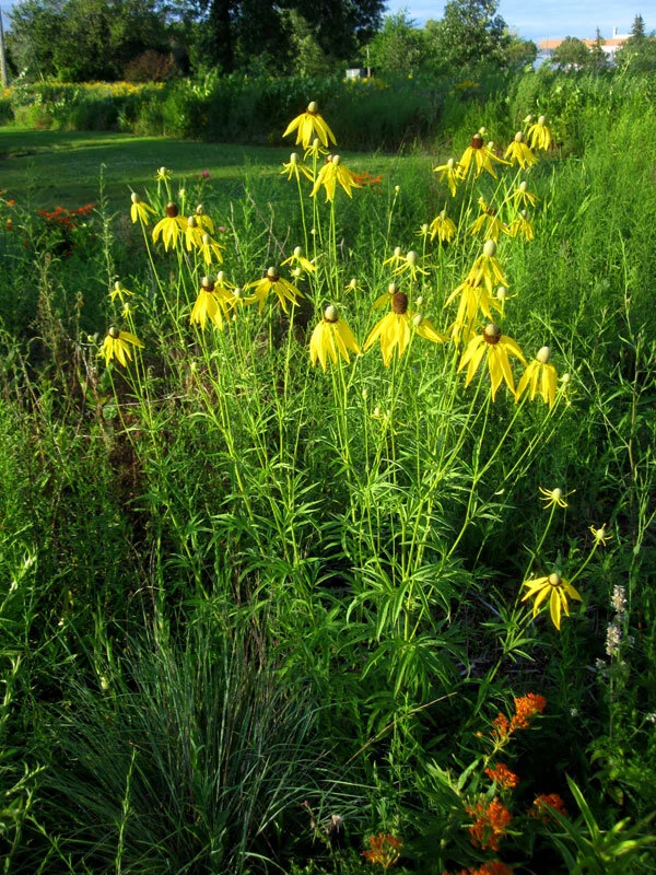 Yellow Coneflower (Ratibida pinnata) 12-pack of plugs — Blazing Star ...