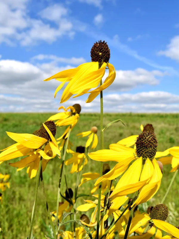 Yellow Coneflower (Ratibida pinnata) 12-pack of plugs — Blazing Star ...