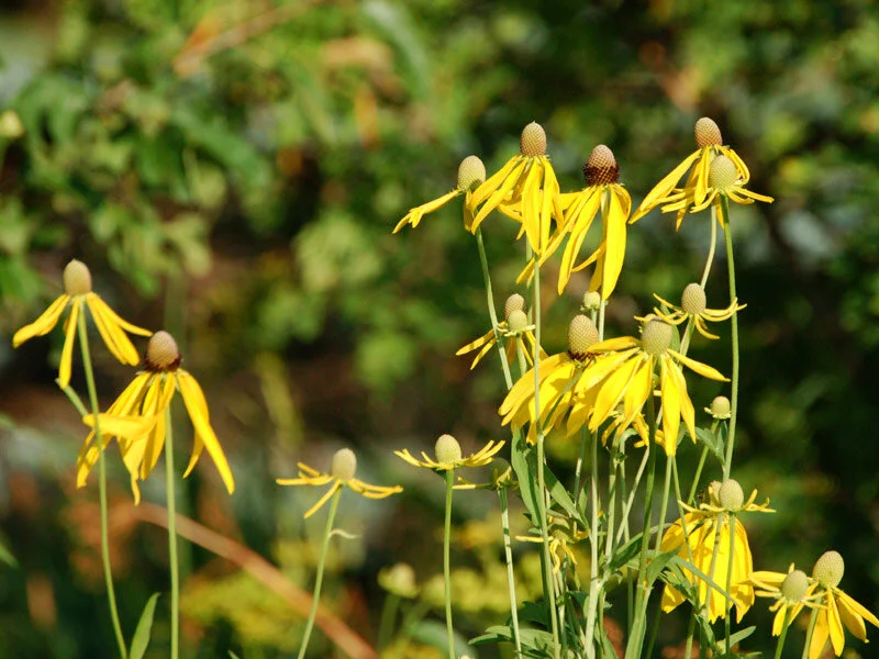 Yellow Coneflower (Ratibida pinnata) 12-pack of plugs — Blazing Star ...