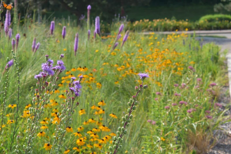 Orange Coneflower (Rudbeckia fulgida) 3-pack of pots — Blazing Star Gardens