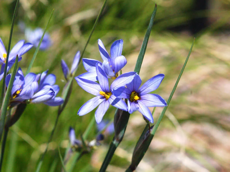Blue Eyed Grass (Sisyrinchium campestre) 3-pack of pots — Blazing Star ...