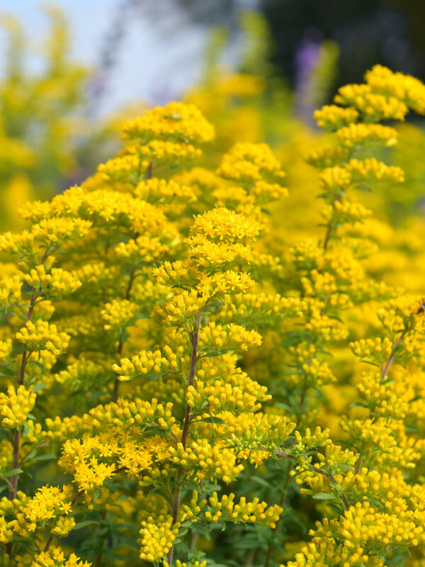Grey Goldenrod (Solidago nemoralis) 3-pack of pots — Blazing Star Gardens