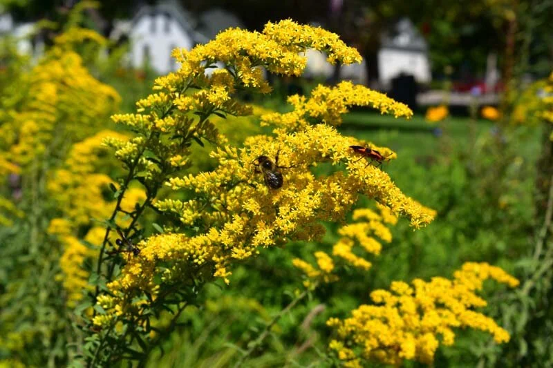 Grey Goldenrod (Solidago nemoralis) 3-pack of pots — Blazing Star Gardens