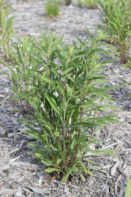 Ivory Sedge (Carex eburnea) 3-pack of pots — Blazing Star Gardens
