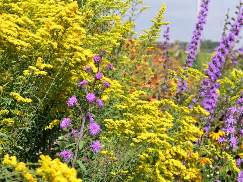 Grey Goldenrod (Solidago nemoralis) 3-pack of pots — Blazing Star Gardens