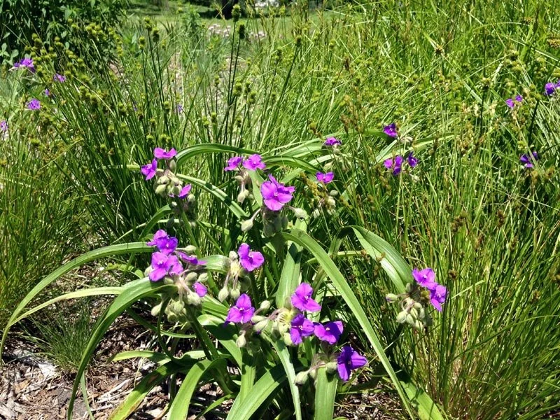 Prairie Spiderwort (Tradescantia bracteata) 3-pack of pots — Blazing ...