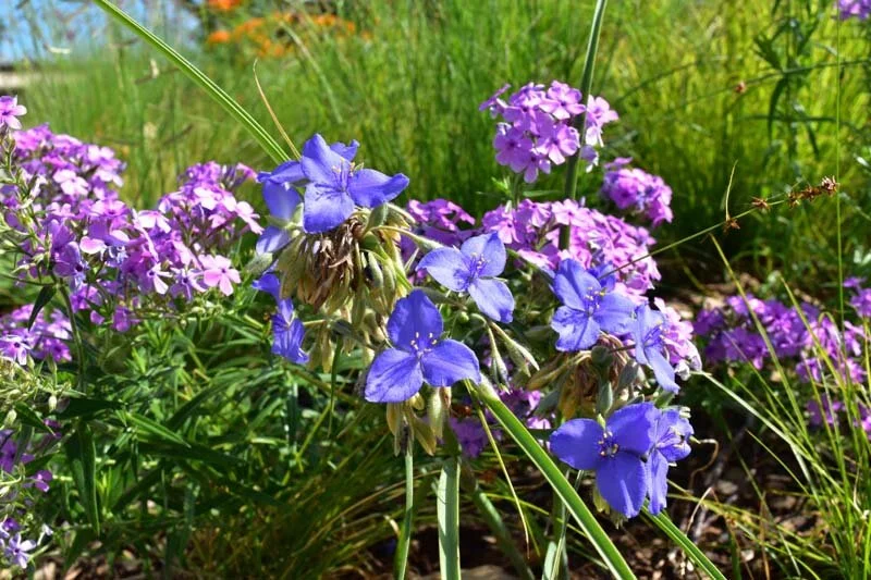 Prairie Spiderwort (Tradescantia bracteata) 3-pack of pots — Blazing ...