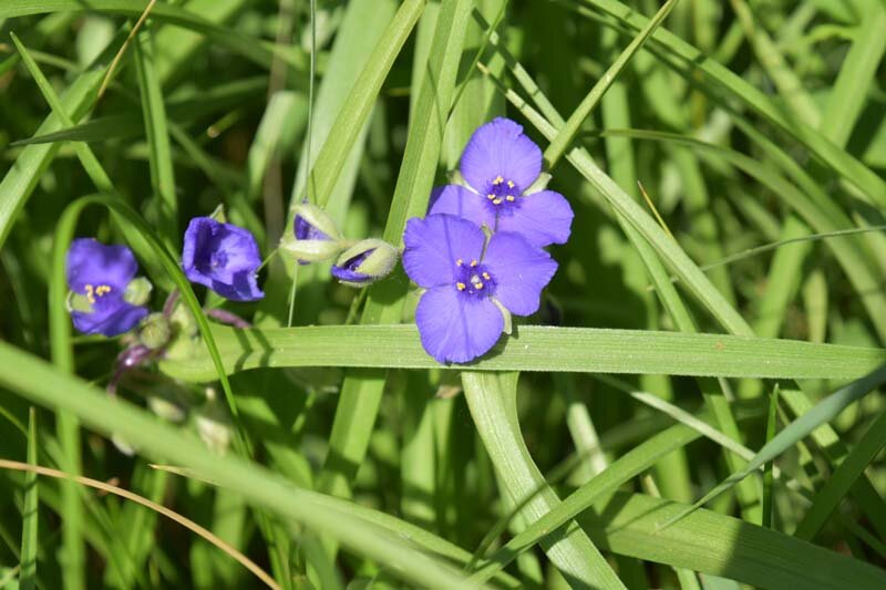 Prairie Dropseed (Sporobolus heterolepis) 3-pack of pots — Blazing Star ...