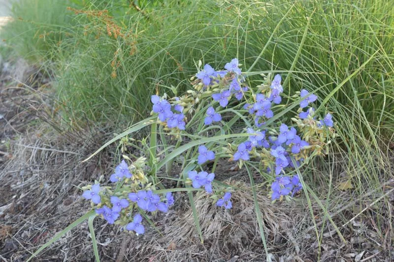 Prairie Spiderwort (Tradescantia bracteata) 3-pack of pots — Blazing ...