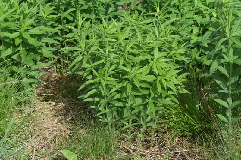 Prairie Blazing Star (Liatris pycnostachya) 12-pack of plugs — Blazing ...