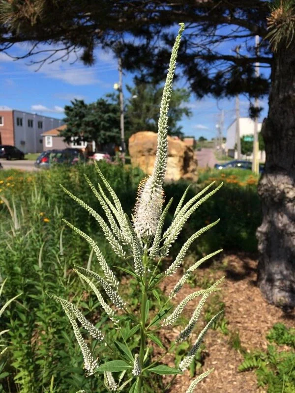 Culver's Root (Veronicastrum virginicum) 3-pack of pots — Blazing Star ...