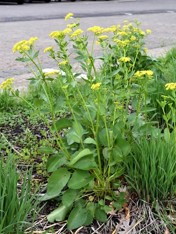 Heart Leaved Golden Alexander's (Zizia aptera) 12-pack of plugs ...