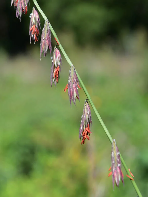 Side-oats Grama (Bouteloua curtipendula) 3-pack of pots — Blazing Star ...