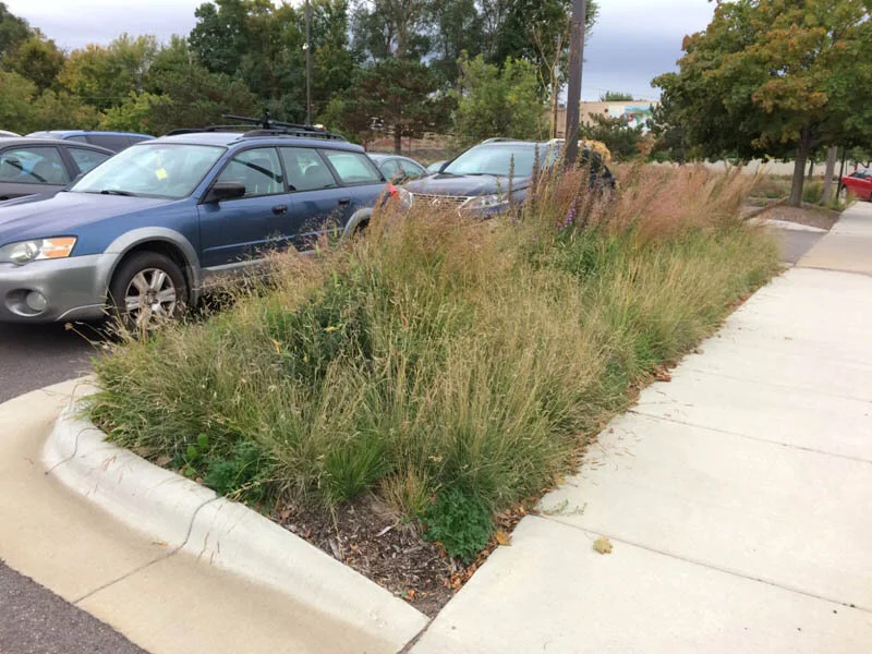 Blue Grama Grass (Bouteloua gracilis) 3-pack of pots — Blazing Star Gardens