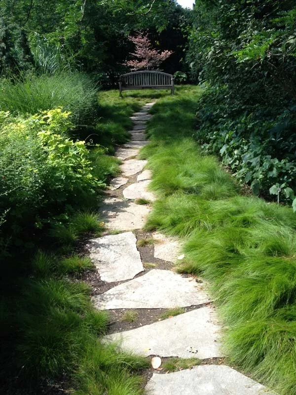Ivory Sedge (Carex eburnea) 3-pack of pots — Blazing Star Gardens