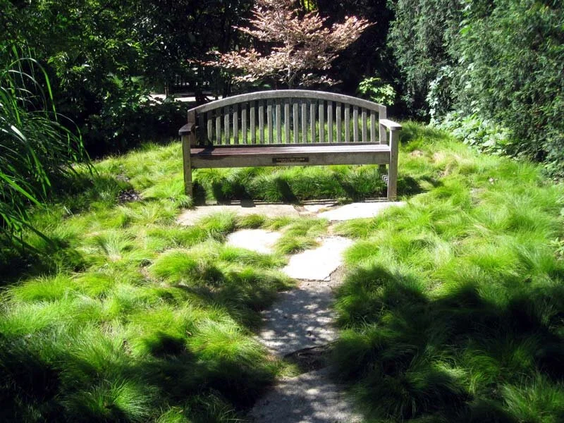 Ivory Sedge (Carex eburnea) 3-pack of pots — Blazing Star Gardens