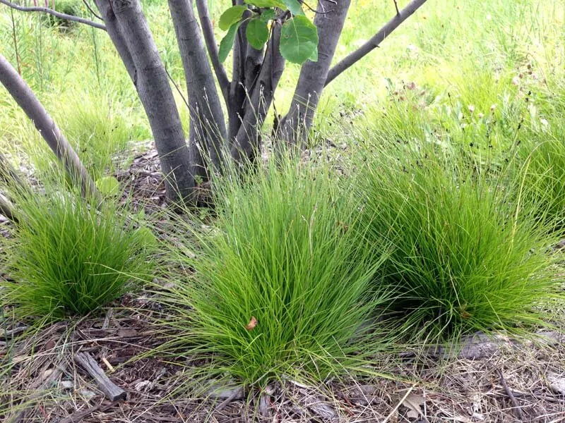 Ivory Sedge (Carex eburnea) 3-pack of pots — Blazing Star Gardens