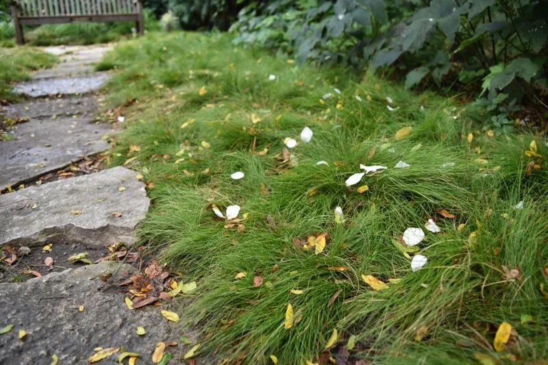 Ivory Sedge (Carex eburnea) 3-pack of pots — Blazing Star Gardens