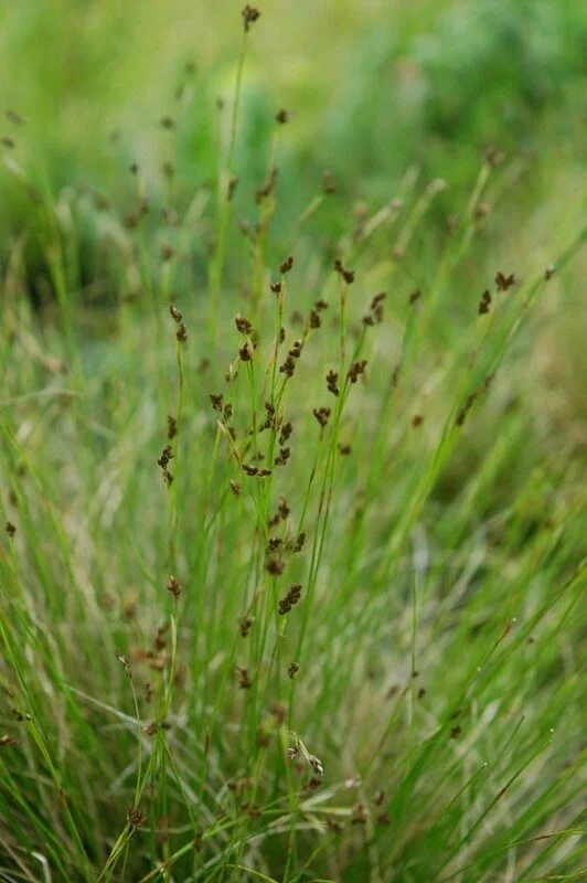 Ivory Sedge (Carex eburnea) 3-pack of pots — Blazing Star Gardens
