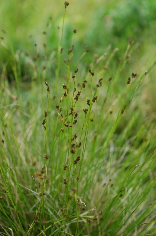 Pennsylvania Sedge (Carex pensylvanica) 3-pack of pots — Blazing Star ...