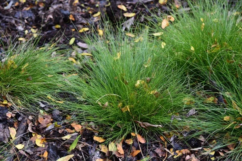 Ivory Sedge (Carex eburnea) 3-pack of pots — Blazing Star Gardens