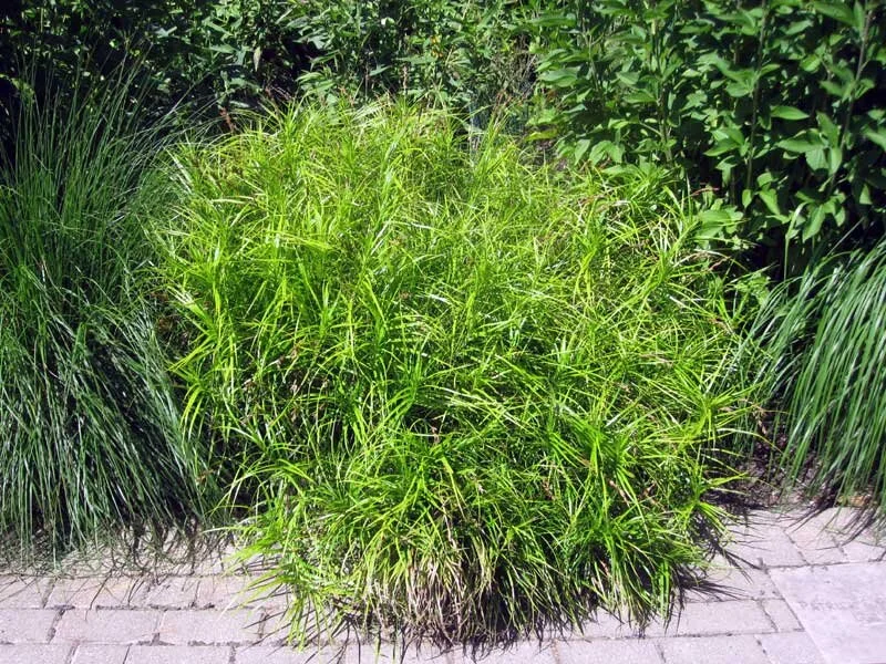 Pennsylvania Sedge (Carex pensylvanica) 3-pack of pots — Blazing Star ...