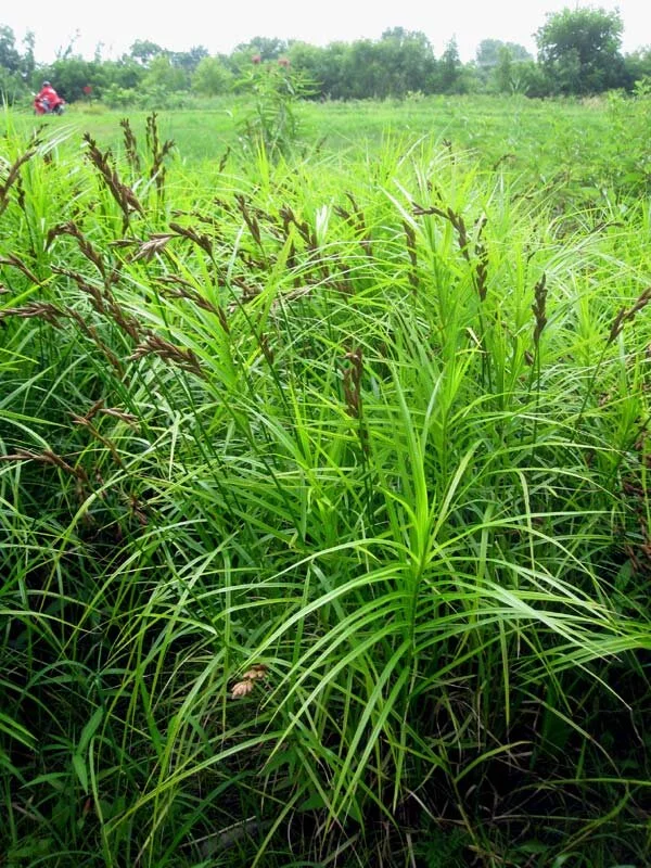 Pennsylvania Sedge (Carex pensylvanica) 3-pack of pots — Blazing Star ...