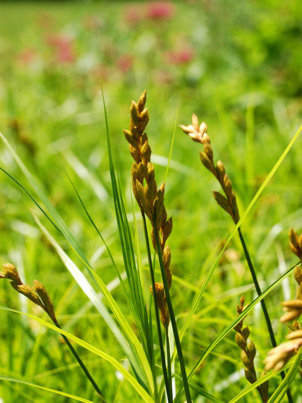 Prairie Sedge (Carex brevior) 3-pack of pots — Blazing Star Gardens