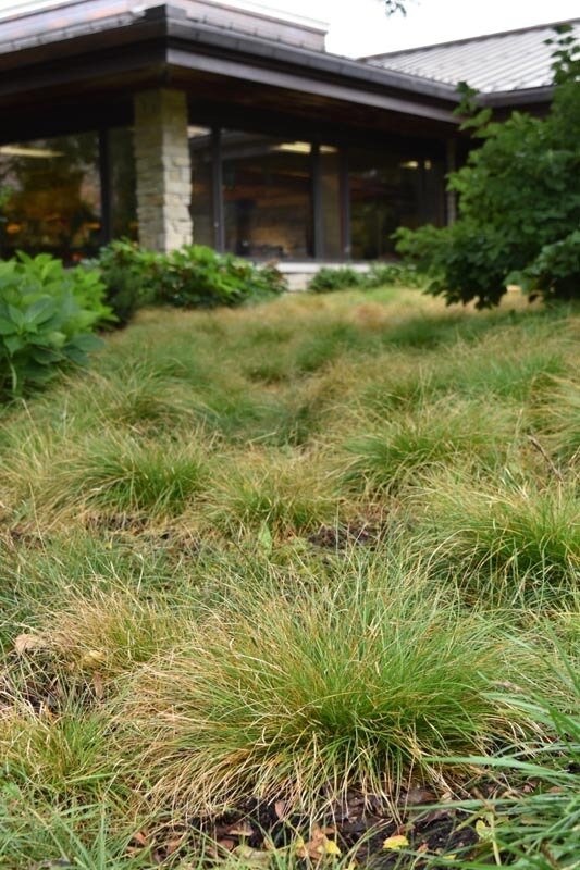 Star Sedge (Carex radiata) 3-pack of pots — Blazing Star Gardens