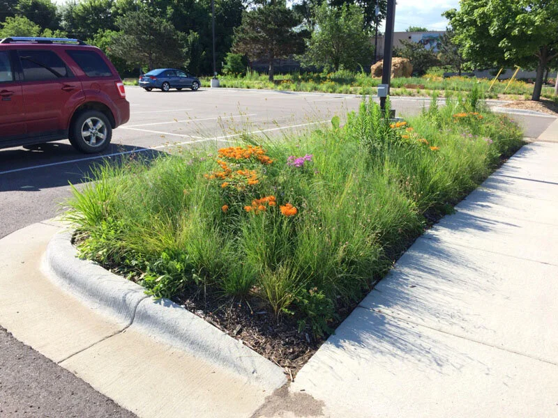 Ivory Sedge (Carex eburnea) 3-pack of pots — Blazing Star Gardens